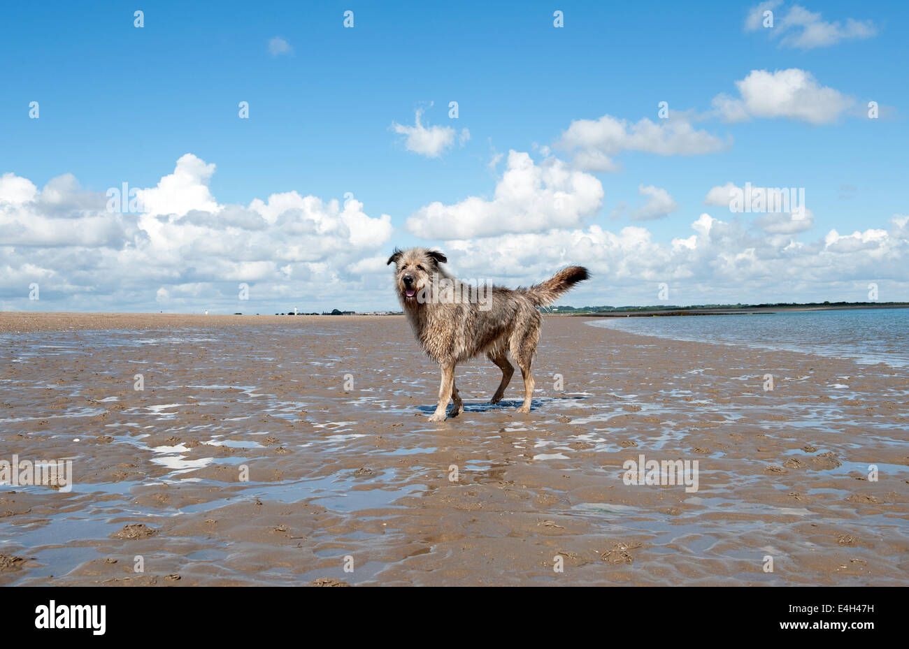 Irish wolfhound on the beach Stock Photo - Alamy