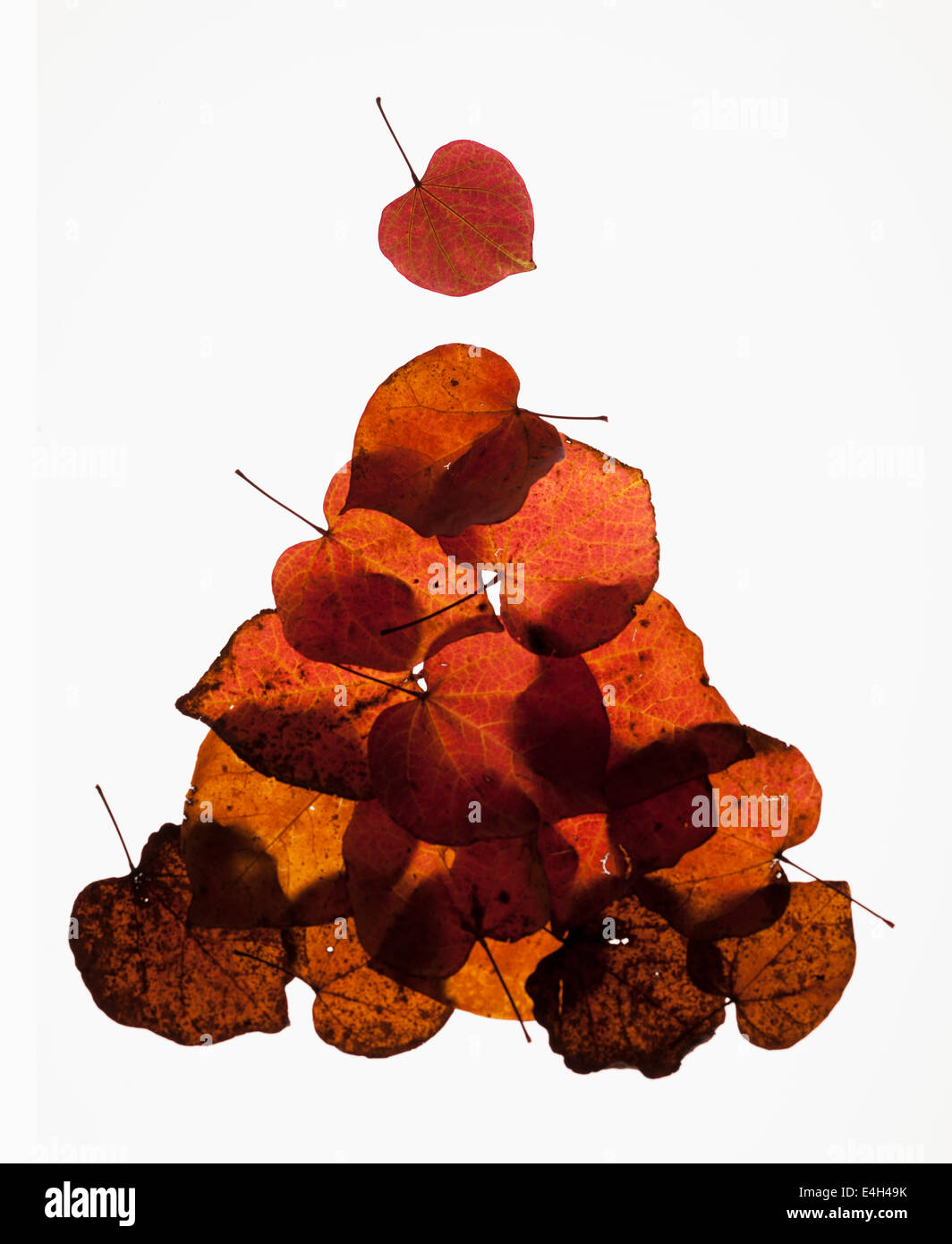 Cercis canadensis forest pansy hi-res stock photography and images - Alamy