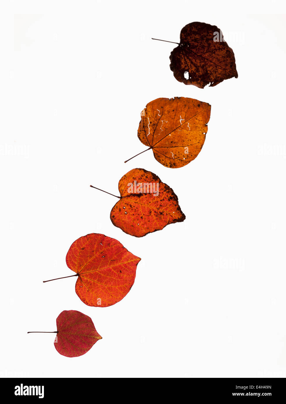 Deciduous forest trees in Cut Out Stock Images & Pictures - Alamy