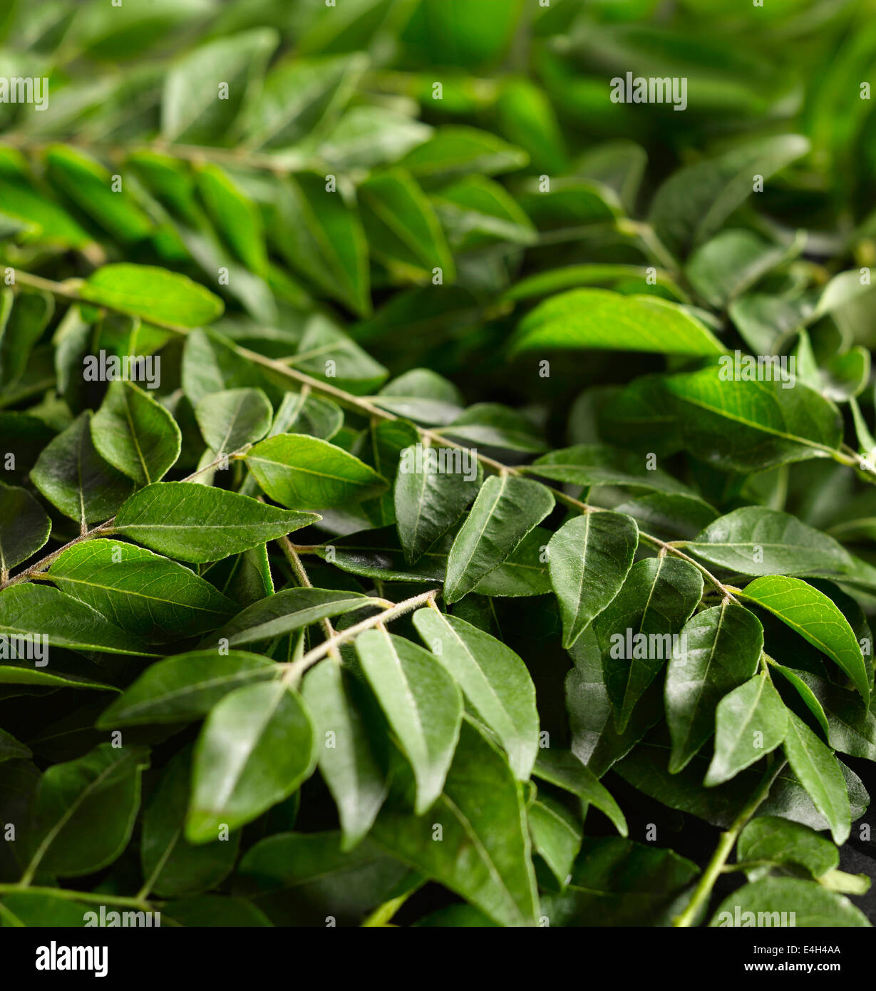 Curry leaves, Murraya paniculata Stock Photo - Alamy