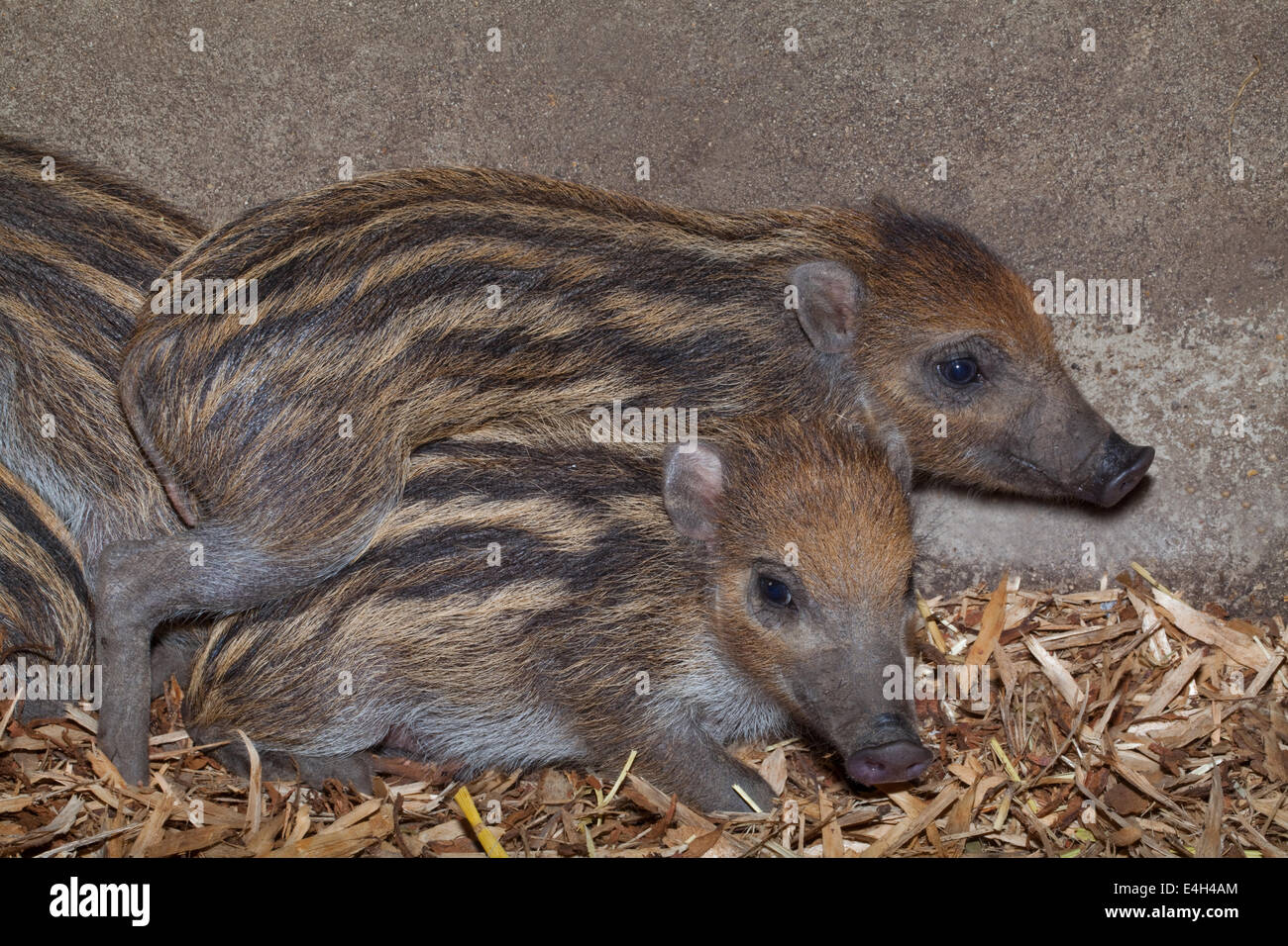 Visayan Warty Piglets (Sus cebifrons). One month old siblings Stock ...