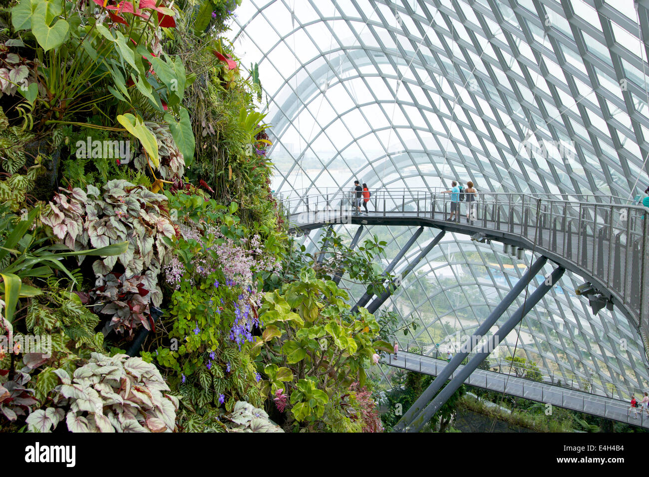 The Tree Top Walk in the Cloud Forest Dome showing plantings in the ...