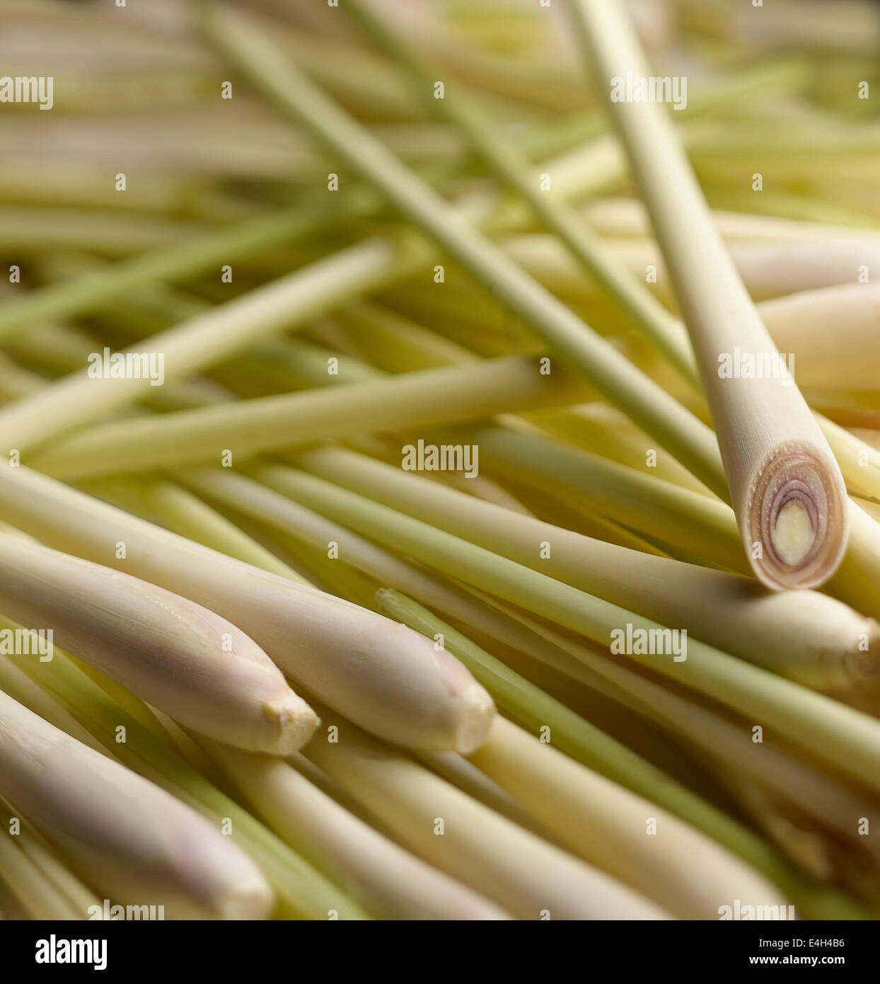 Lemon grass, Cymbopogon citratus Stock Photo - Alamy