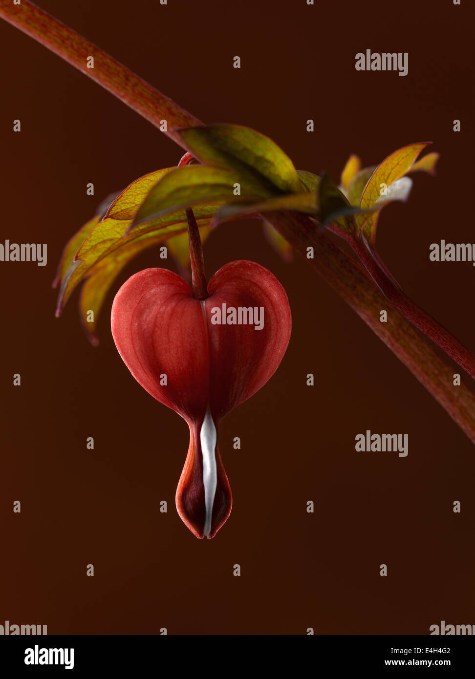 Bleeding heart, Dicentra spectabilis 'Valentine' Stock Photo - Alamy