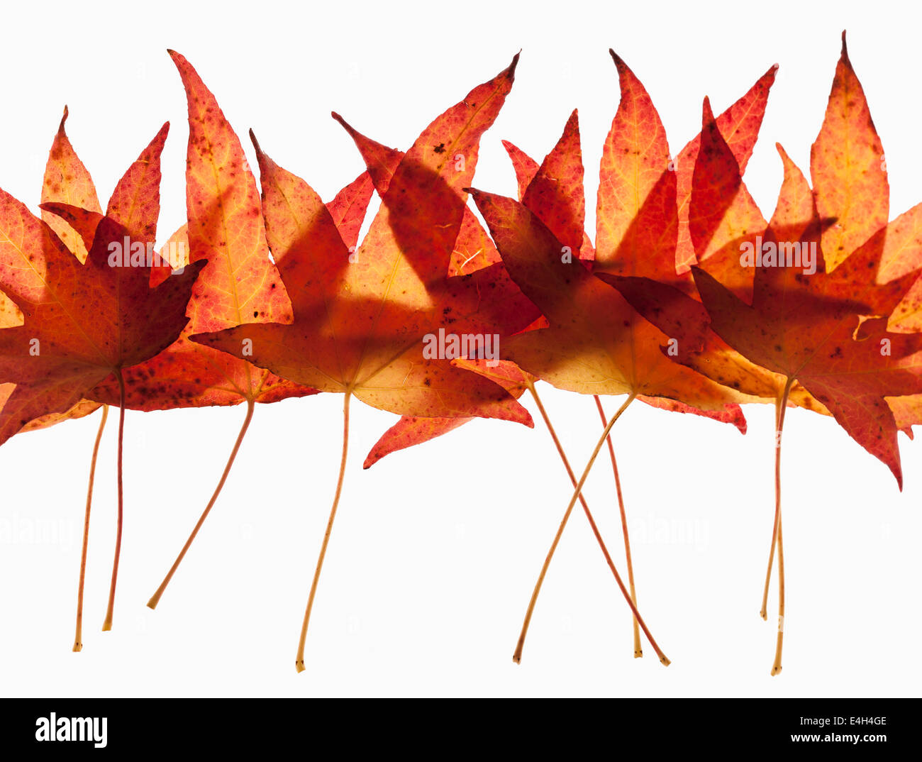 Sweet gum, Liquidambar styraciflua Stock Photo - Alamy