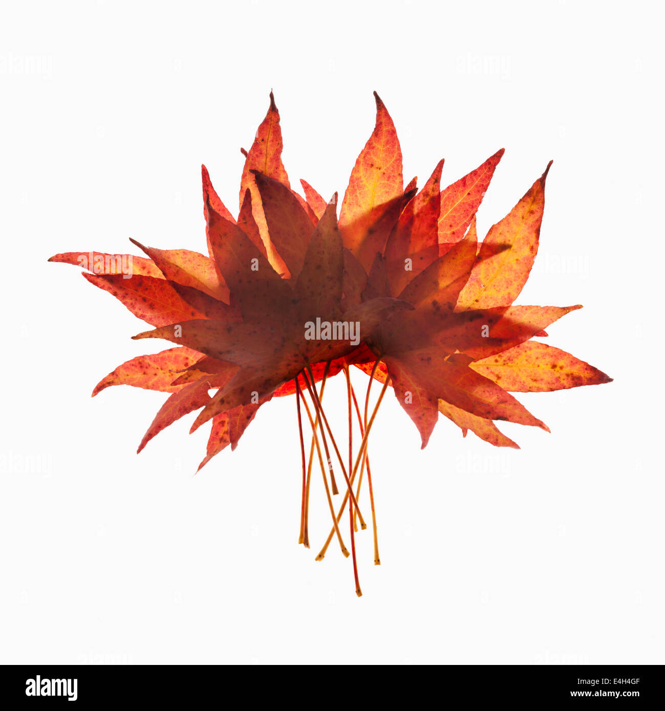 Uses in botany Cut Out Stock Images & Pictures - Alamy