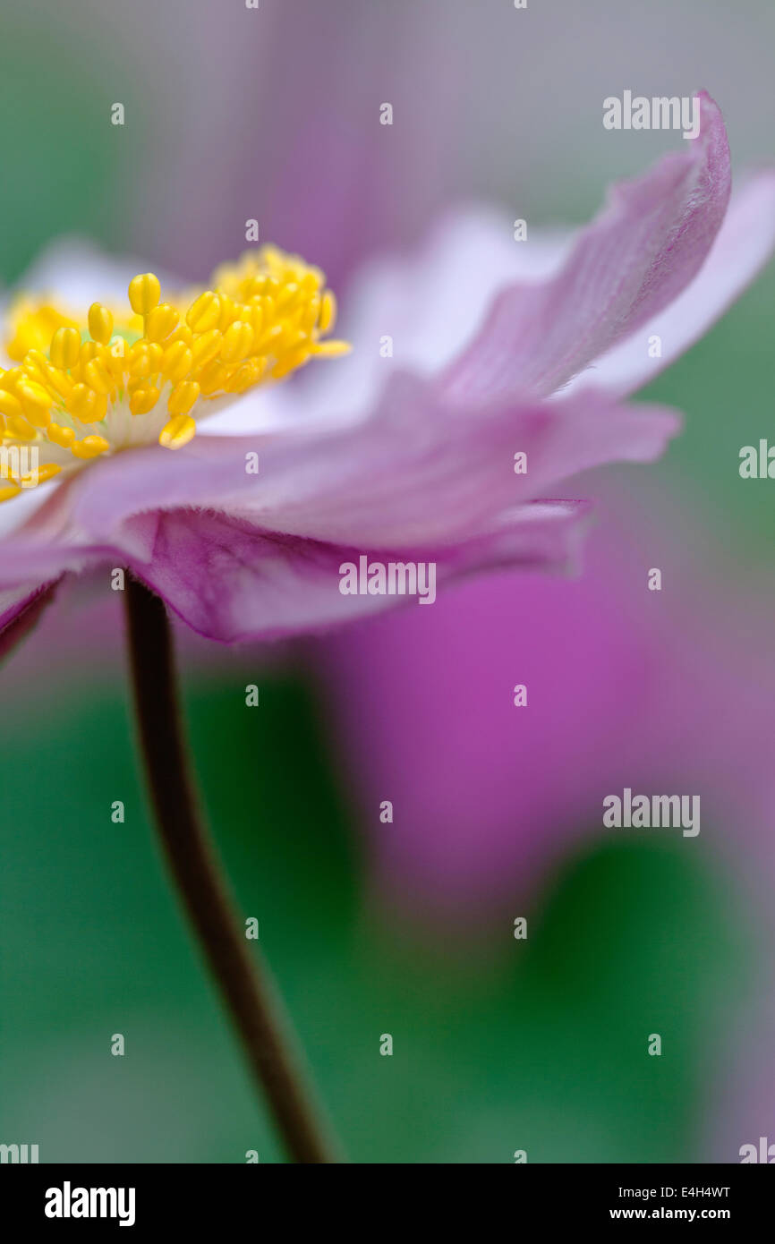 Anemone, Japanese anemone, Anemone x hybrida 'Serenade' Stock Photo - Alamy