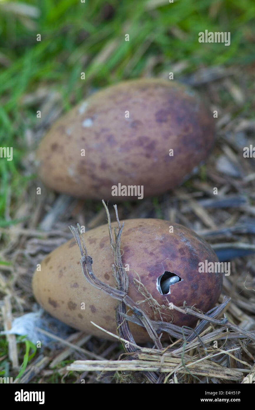 New blue bird eggs High Resolution Stock Photography and Images - Alamy