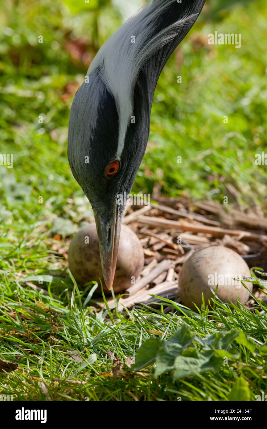 Nesting crane at nest hi-res stock photography and images - Alamy