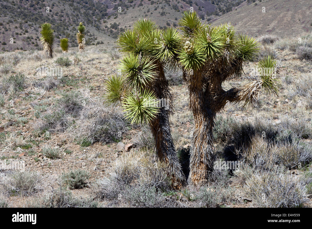Desert forest hi-res stock photography and images - Alamy