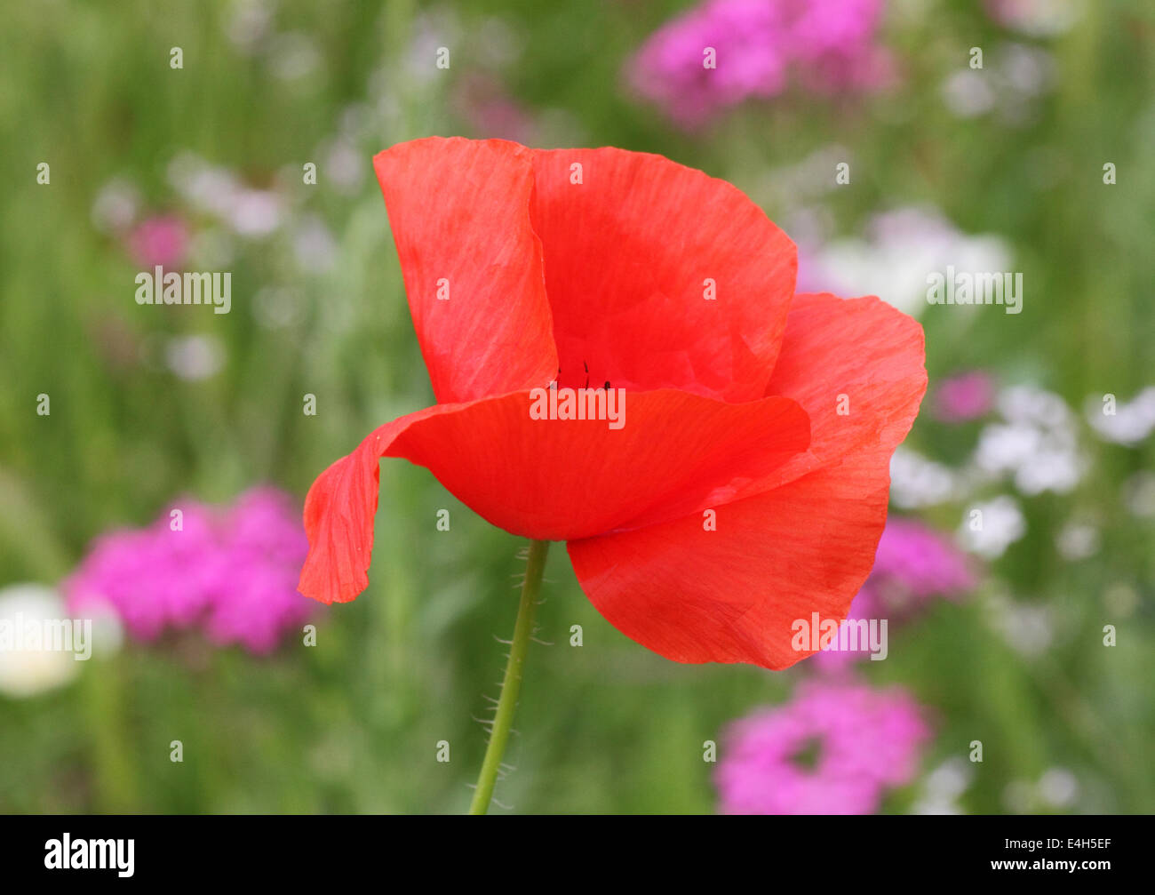 Beautiful red poppy poppy petals hi-res stock photography and images ...
