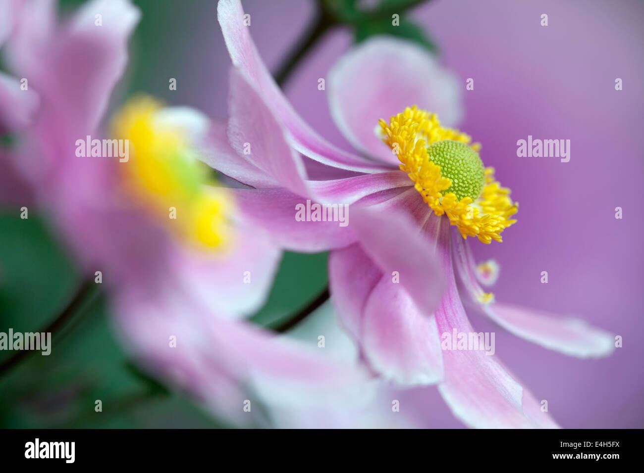 Anemone, Japanese anemone, Anemone x hybrida 'Serenade' Stock Photo - Alamy