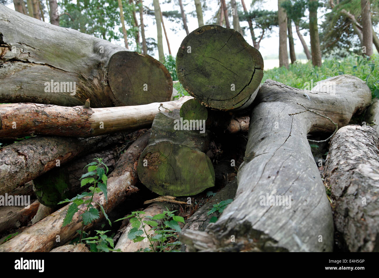 Old dead logs, green with age, piled up in a wood Stock Photo - Alamy