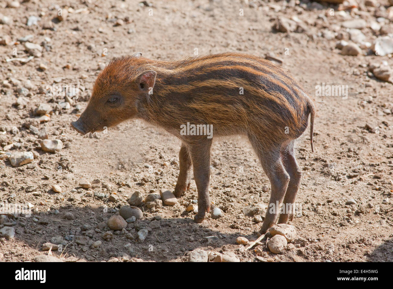 Visayan Warty Pigs or Hogs (Sus cebifrons). One month old Piglet ...