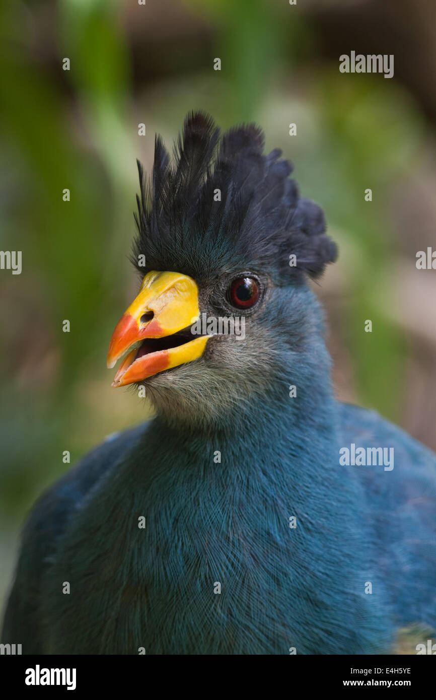 Great Blue Turaco (Corythaeola cristata Stock Photo - Alamy