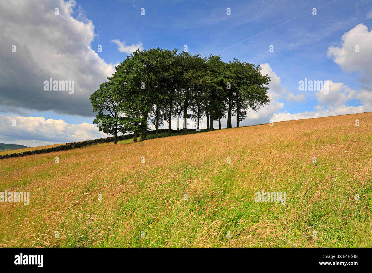 Twenty Trees off Snake Path above Hayfield, Peak District National Park ...