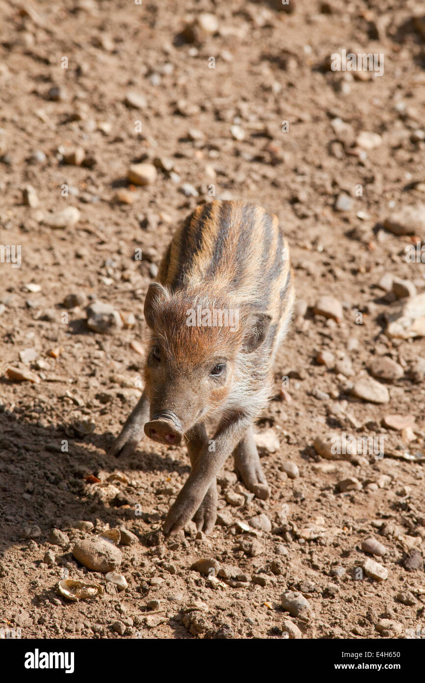 Visayan Warty Pig or Hog (Sus cebifrons). One month old Piglet. Thrigby ...
