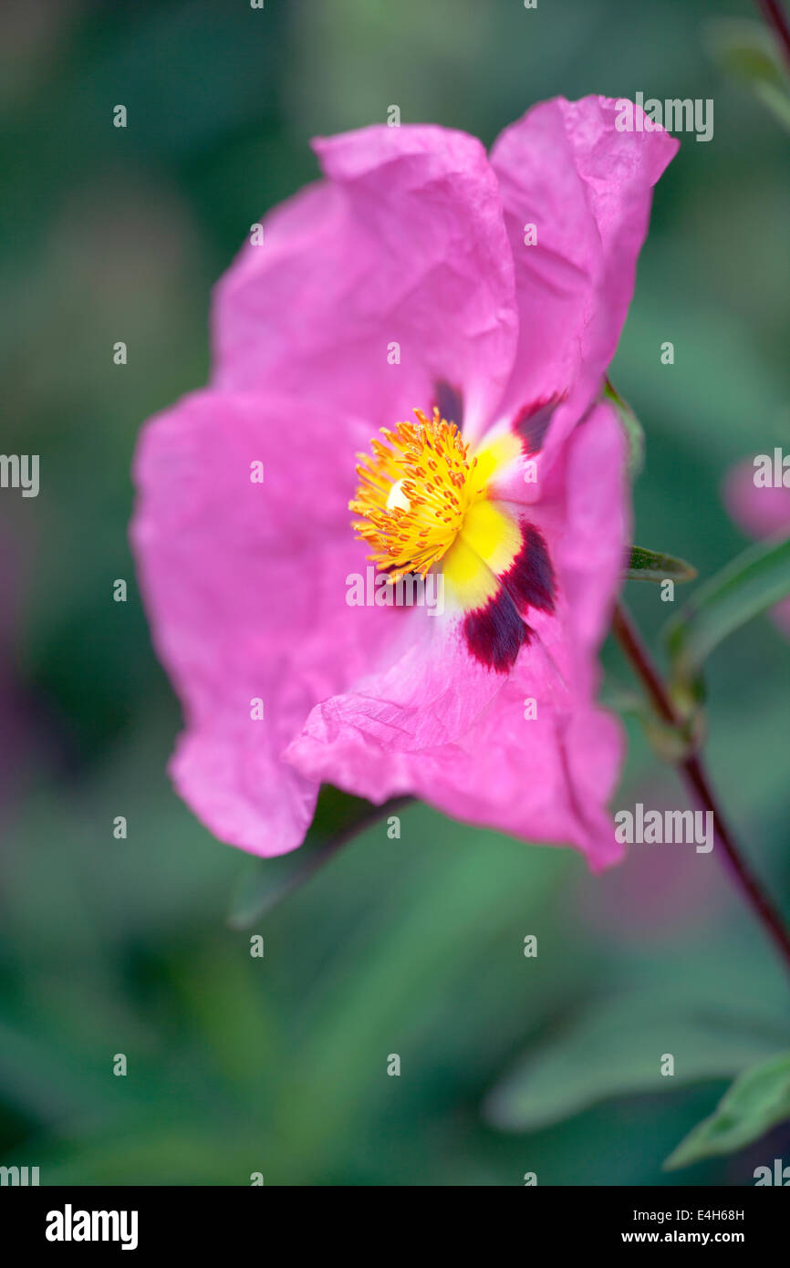 Cistus purpureus stamen hi-res stock photography and images - Alamy