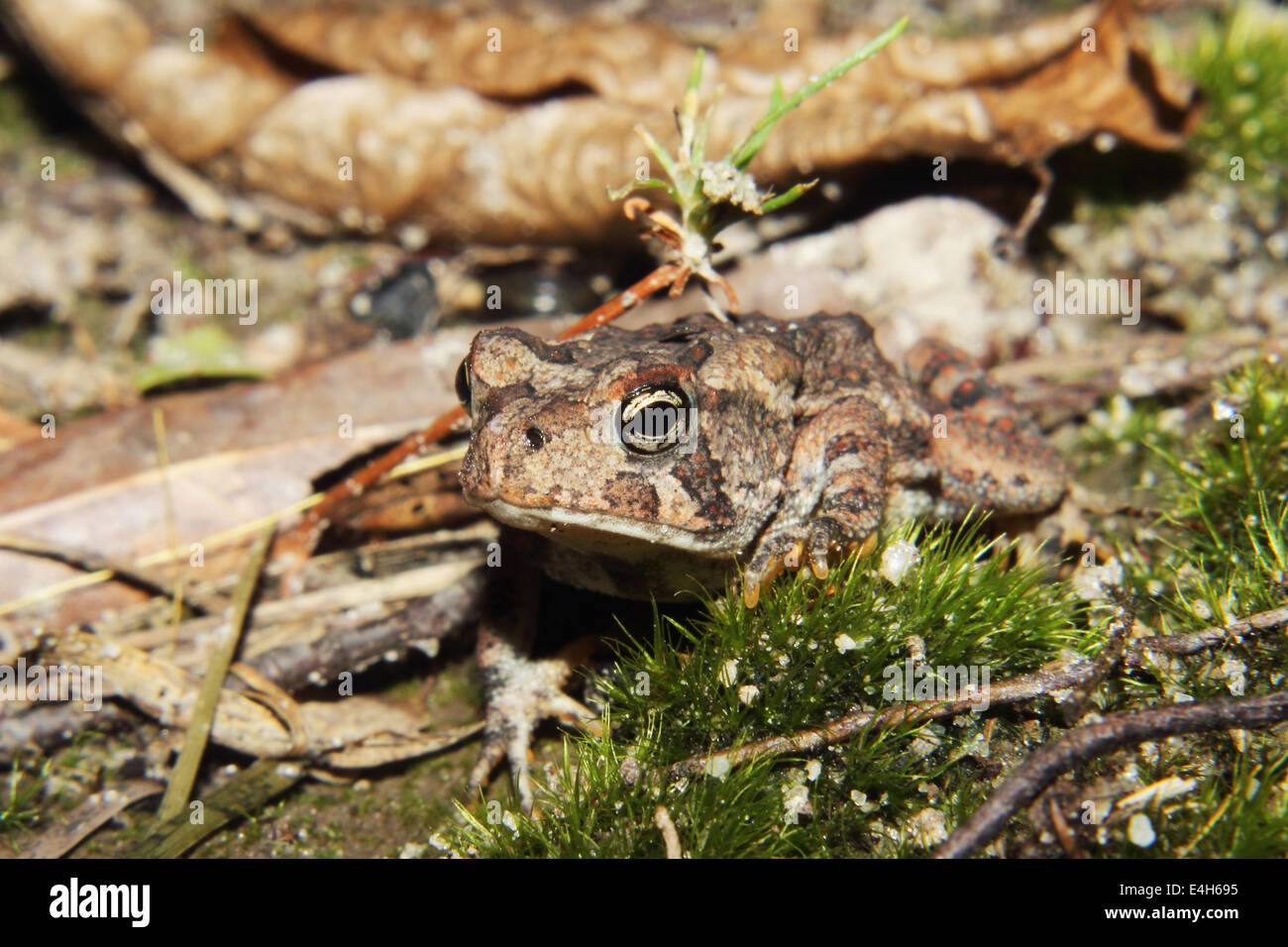 Southern toad hi-res stock photography and images - Alamy