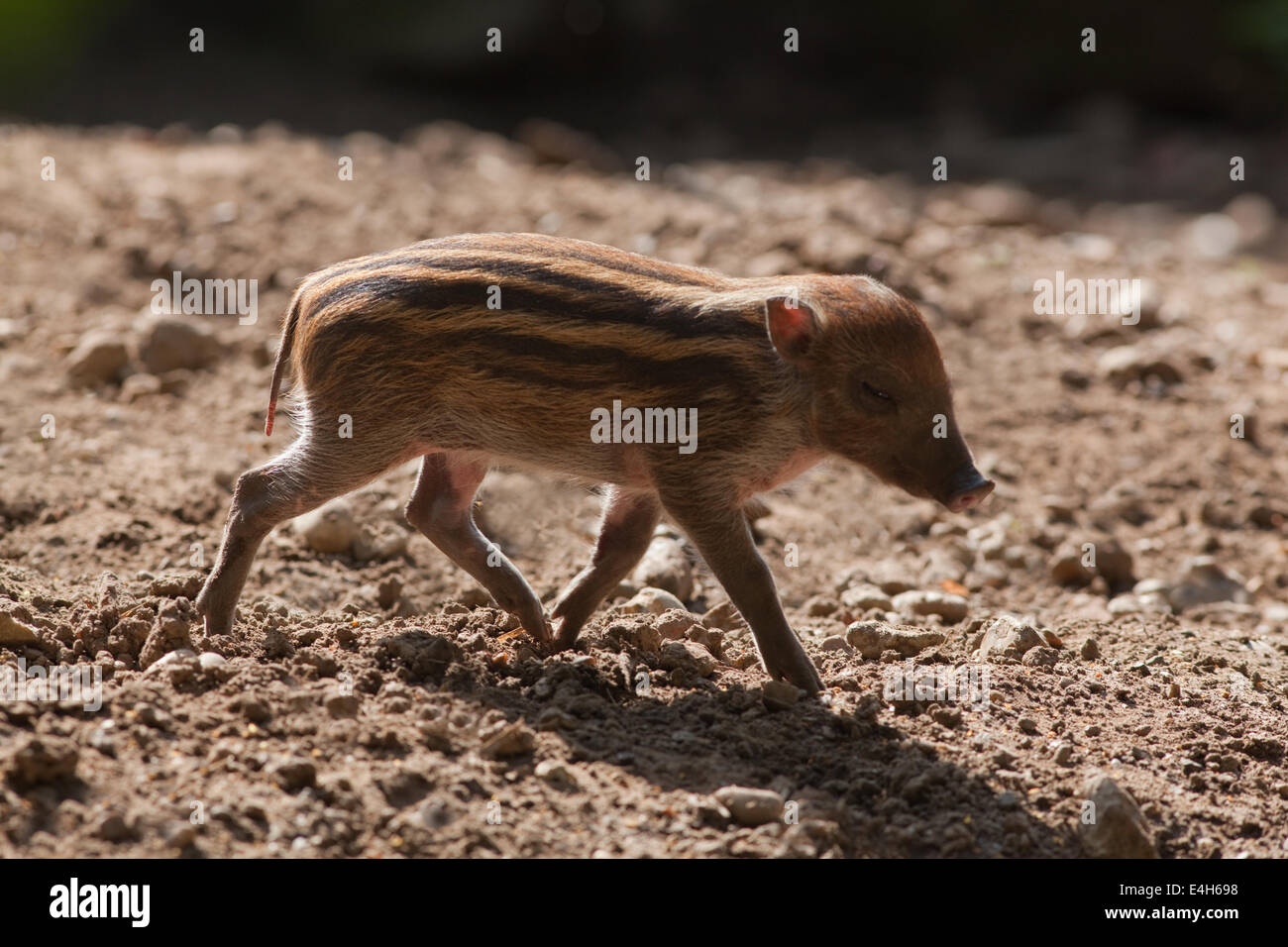 Visayan Warty Piglets (Sus cebifrons). One month old Stock Photo - Alamy