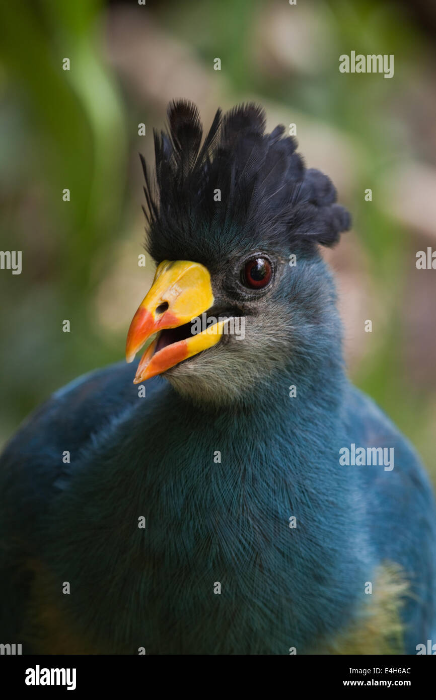 Largest species of turaco hi-res stock photography and images - Alamy