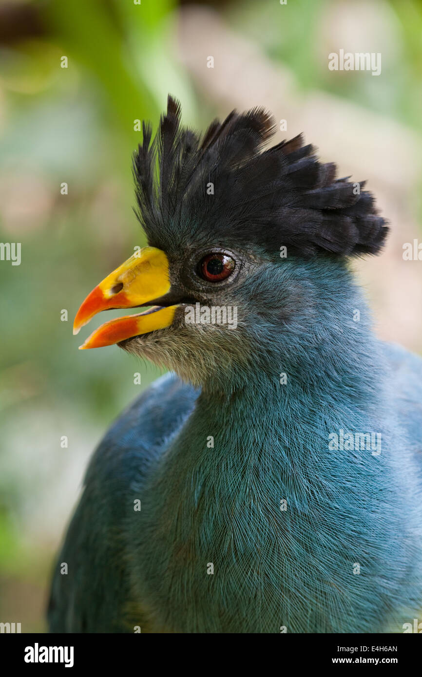 Great Blue Turaco (Corythaeola cristata). Portrait Stock Photo - Alamy
