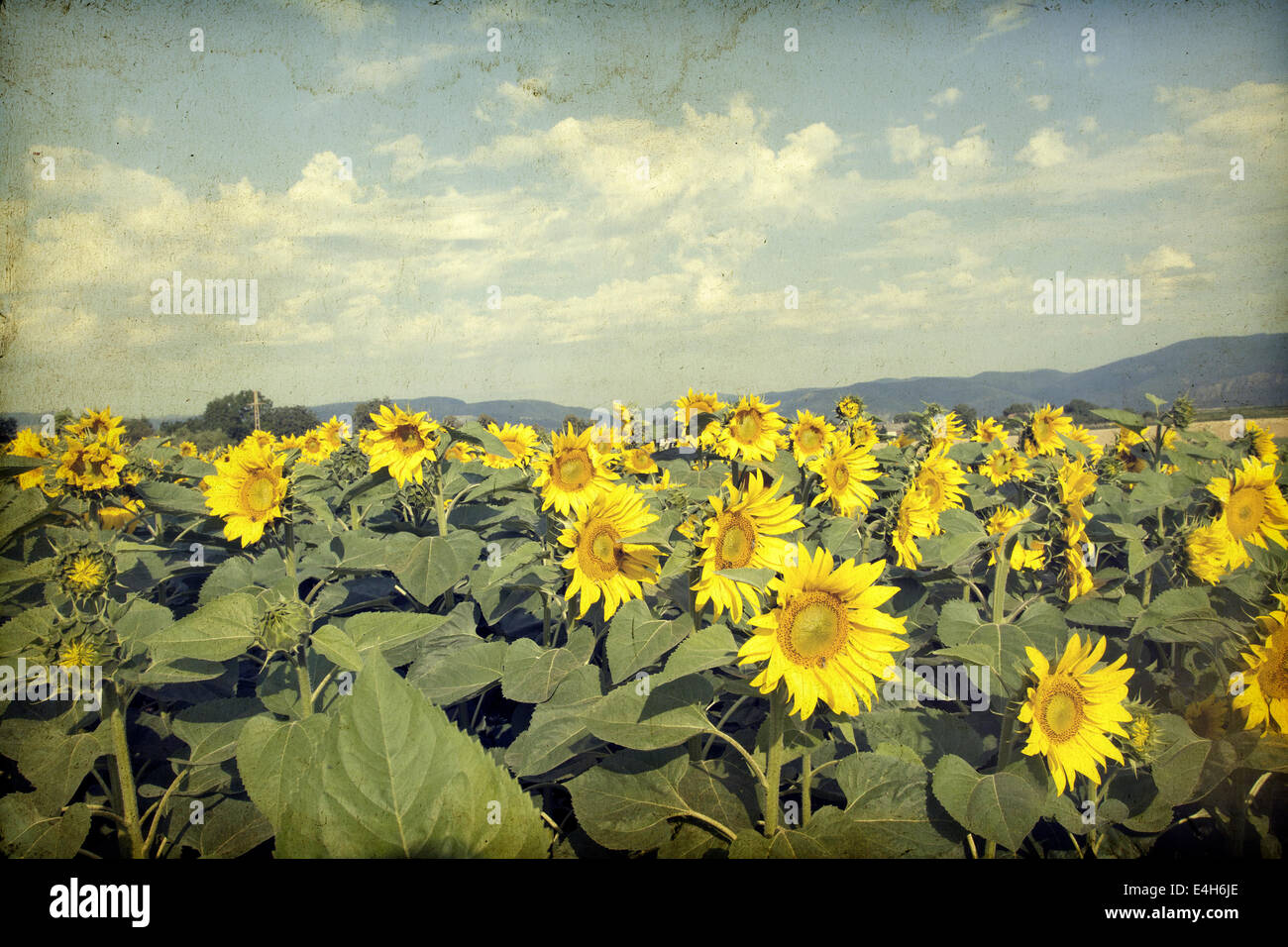 Vintage photo of blooming sunflower field Stock Photo - Alamy