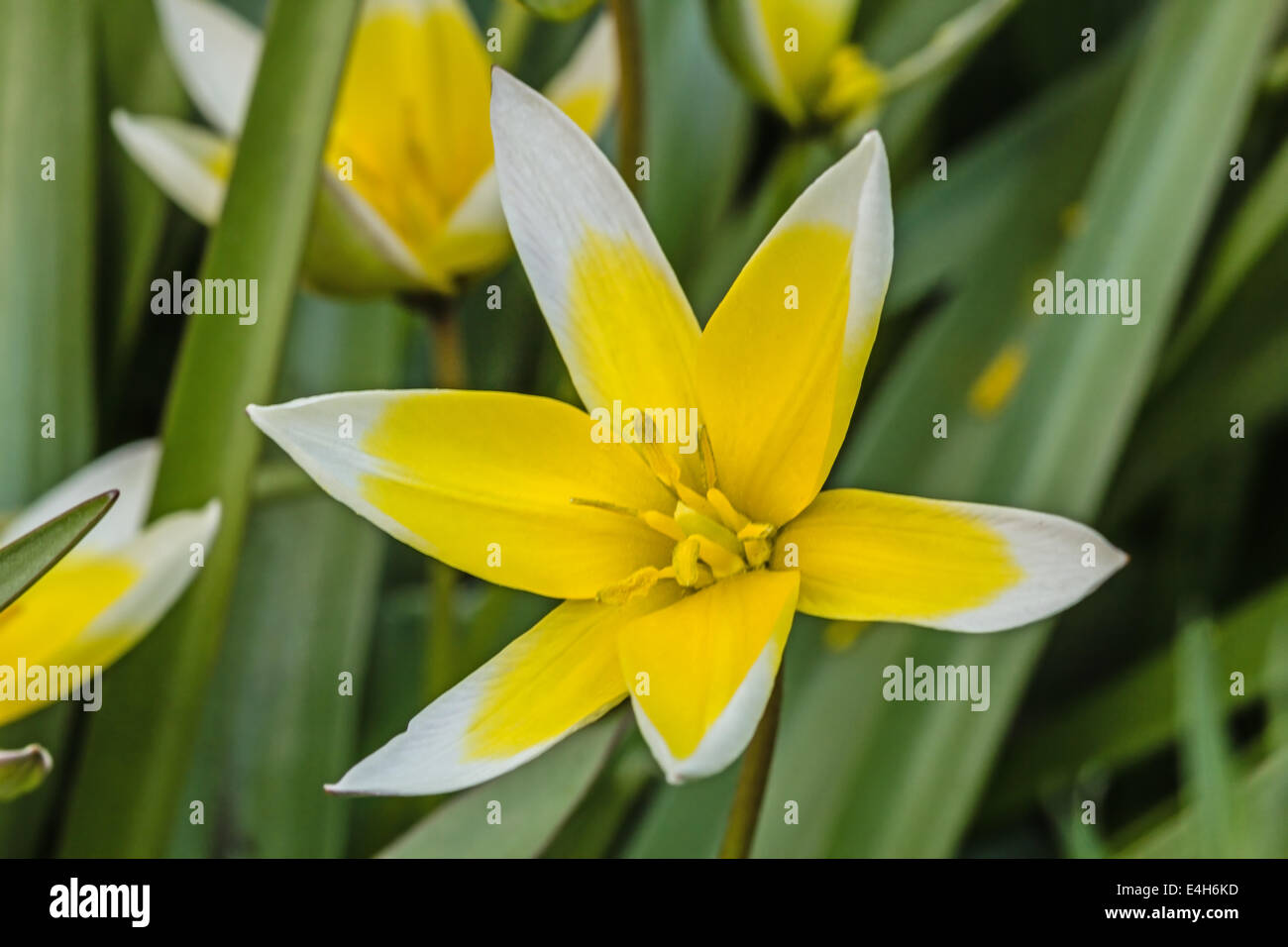 Flower of tulip botanical, lat.Tulipa botanical Stock Photo - Alamy