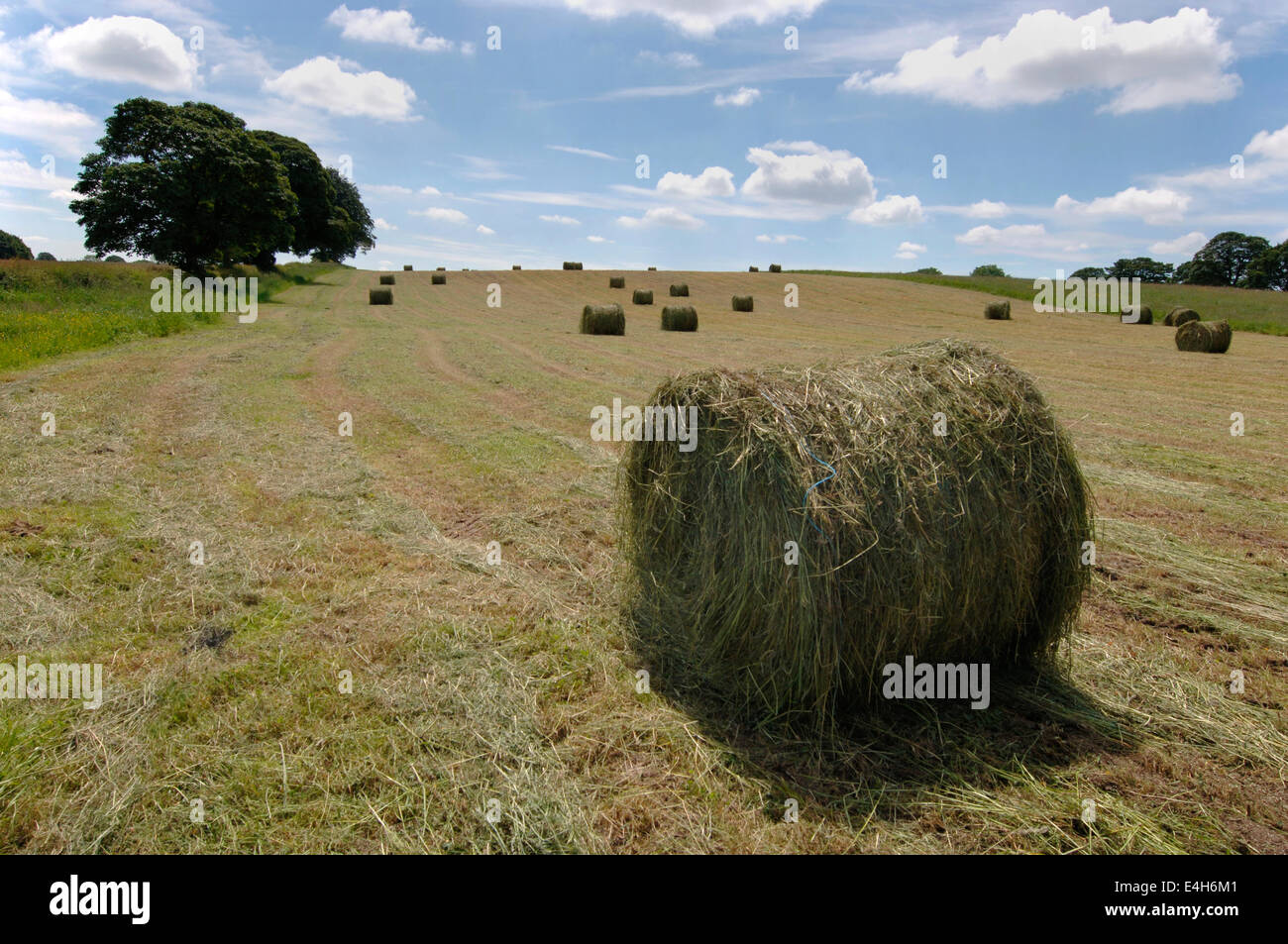 Bales Of Hay Stock Photo - Alamy