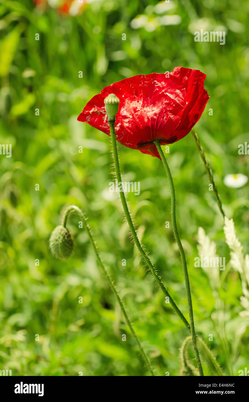 Poppy in a field Stock Photo - Alamy