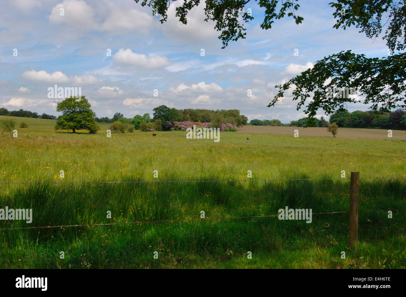 Pasture land hi-res stock photography and images - Alamy