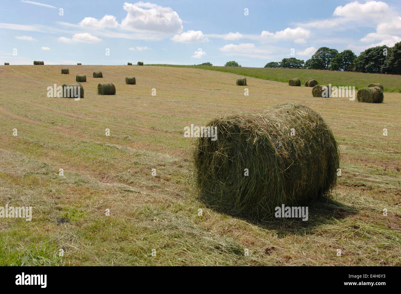 Bales Of Hay Stock Photo - Alamy
