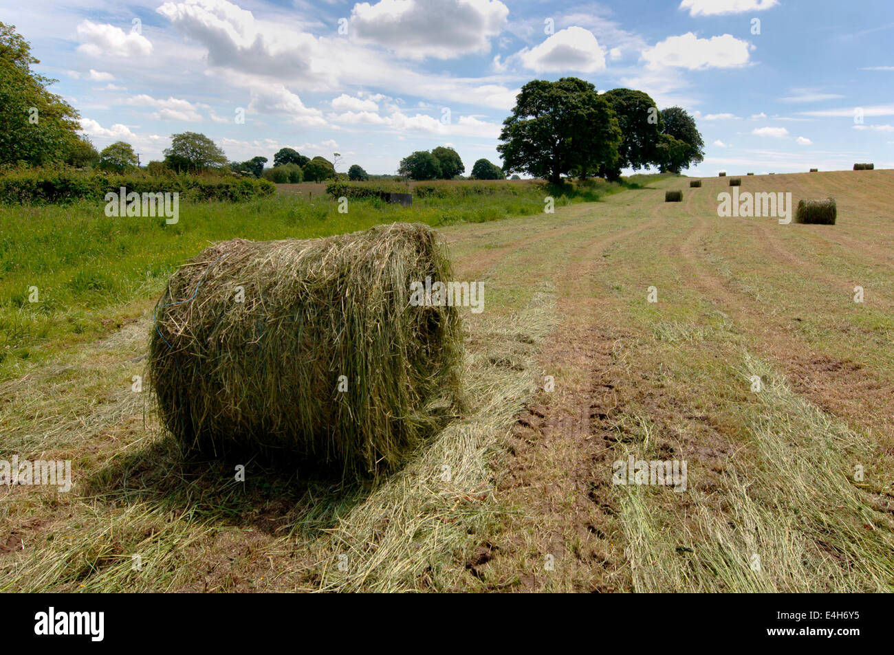 Bales Of Hay Stock Photo - Alamy