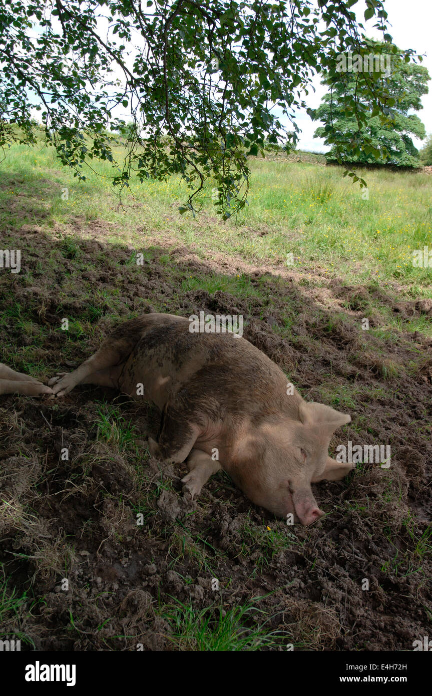 A Female Pig Sleeping Stock Photo - Alamy