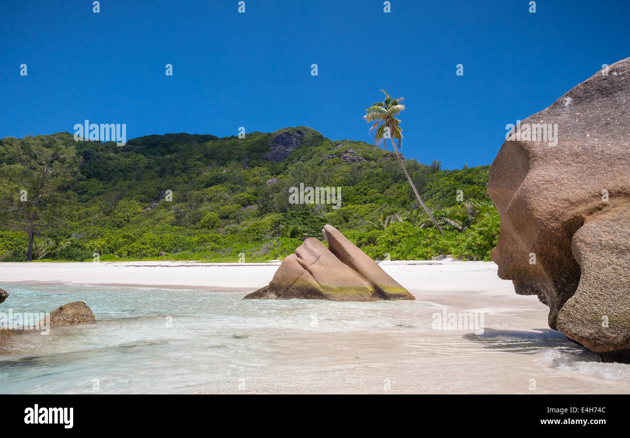 Lone Palm Tree On A Remote Beach With Granite Boulders Stock Photo - Alamy