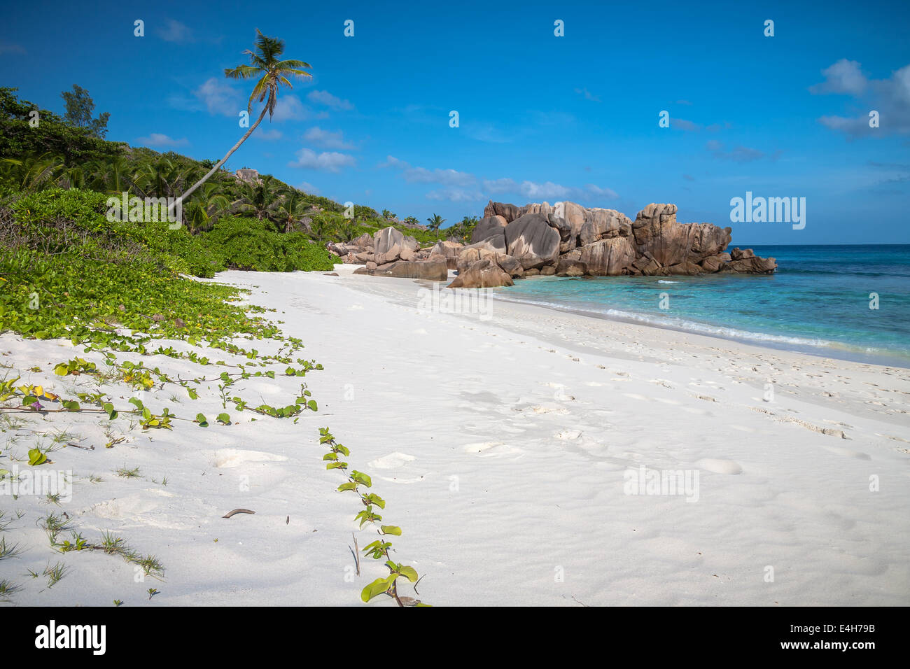 Tropical tree boulders white hi-res stock photography and images - Alamy