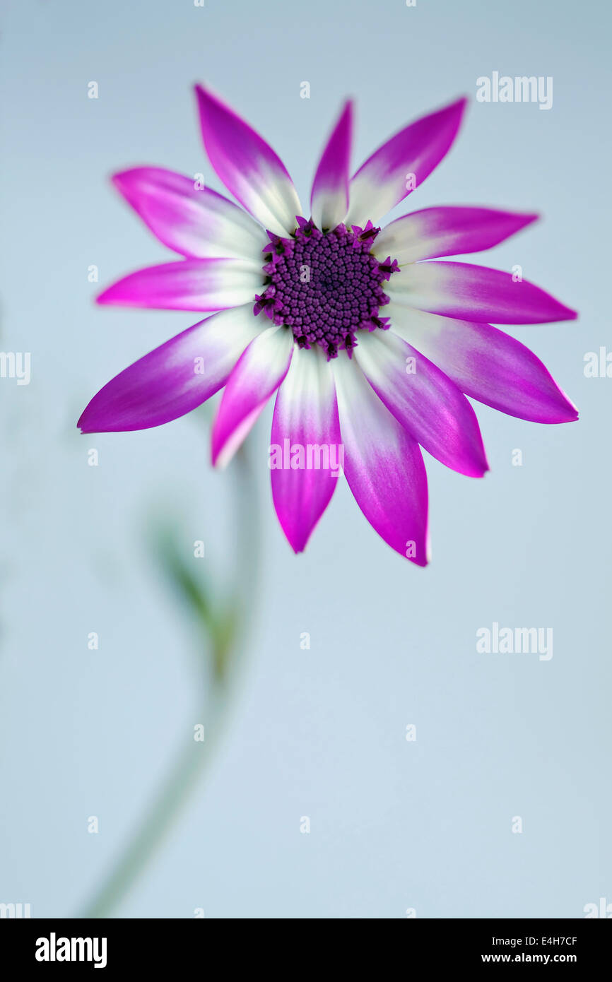 Pericallis x hybrida senetti baby magenta bicolor sunseneribuba hi-res ...