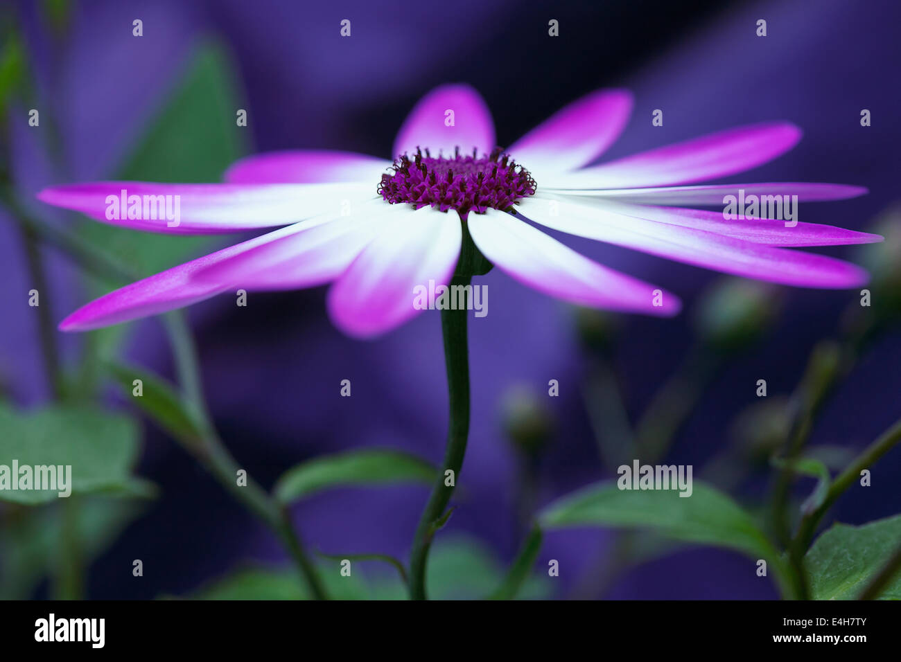 Cineraria, Pericallis x hybrida Senetti baby Magenta Bicolor ...