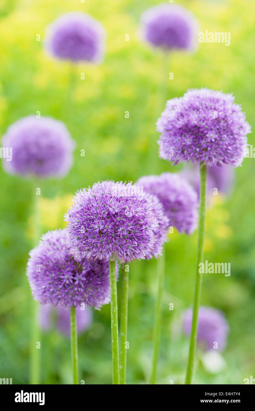 Allium his excellency hi-res stock photography and images - Alamy