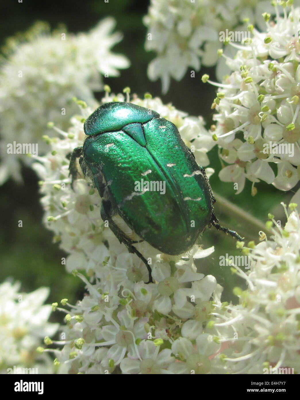ROSE CHAFER BEETLE Cetonia aurata. Photo Tony Gale Stock Photo - Alamy