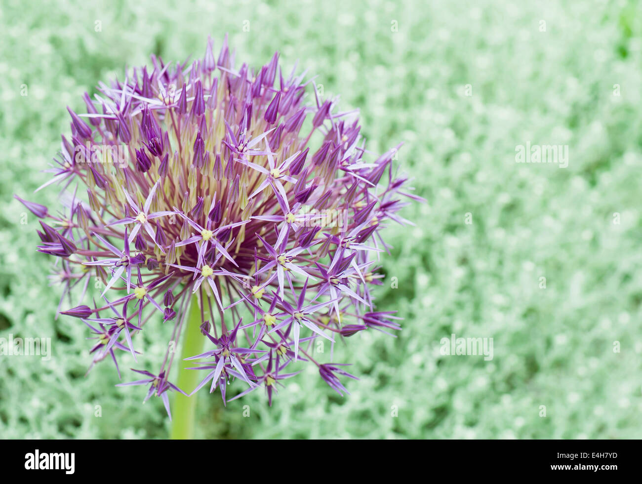 Allium, Allium christophii Stock Photo - Alamy