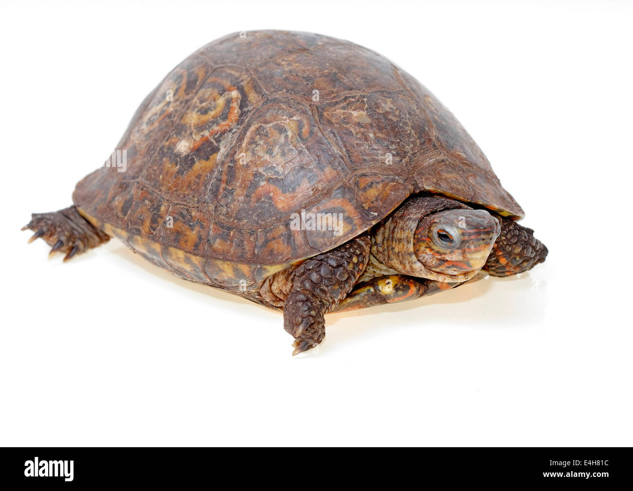Box Turtle White Background