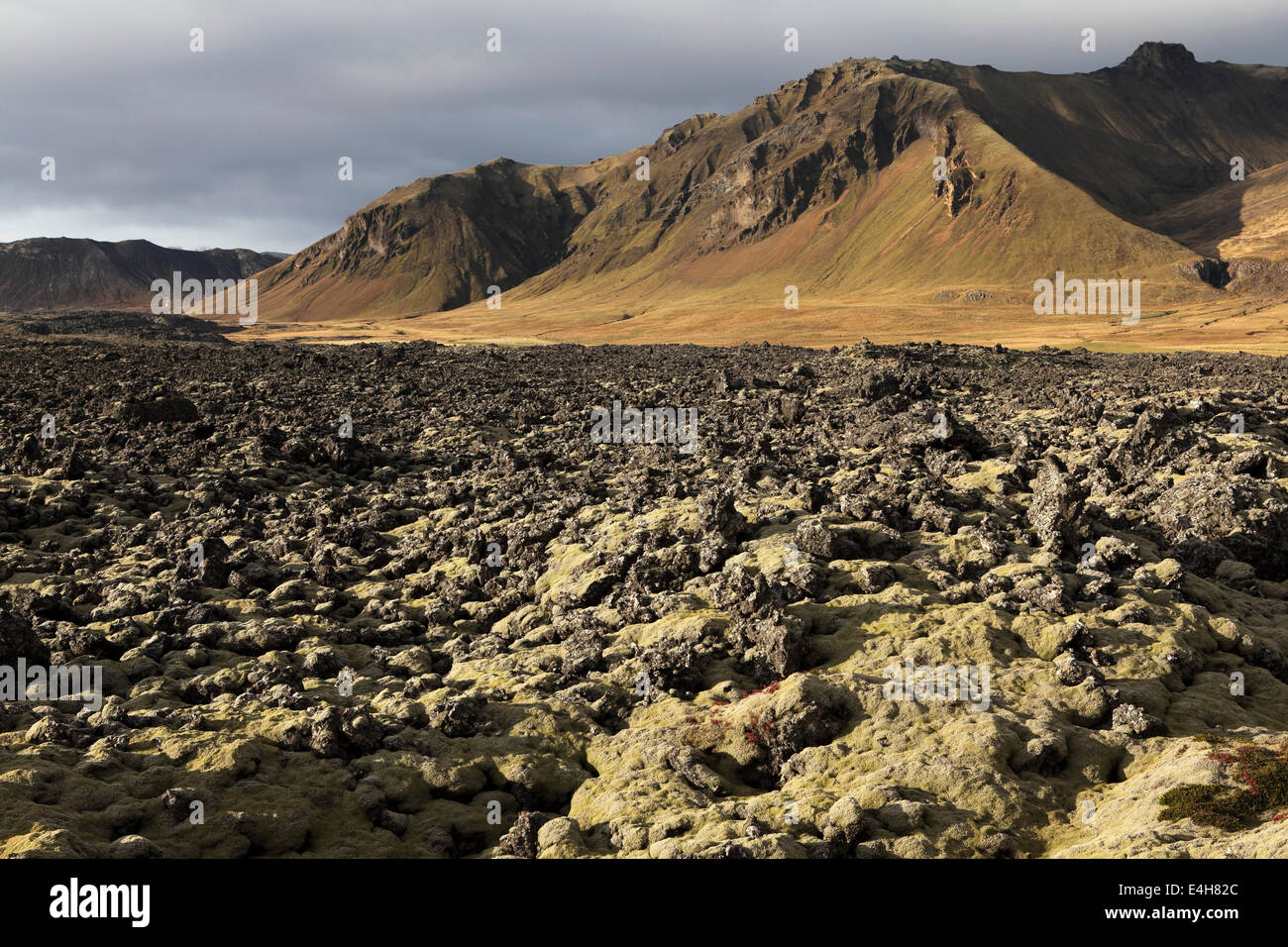 Lava field at the Beserkjaravn near Bjarnahofn, Iceland Stock Photo - Alamy