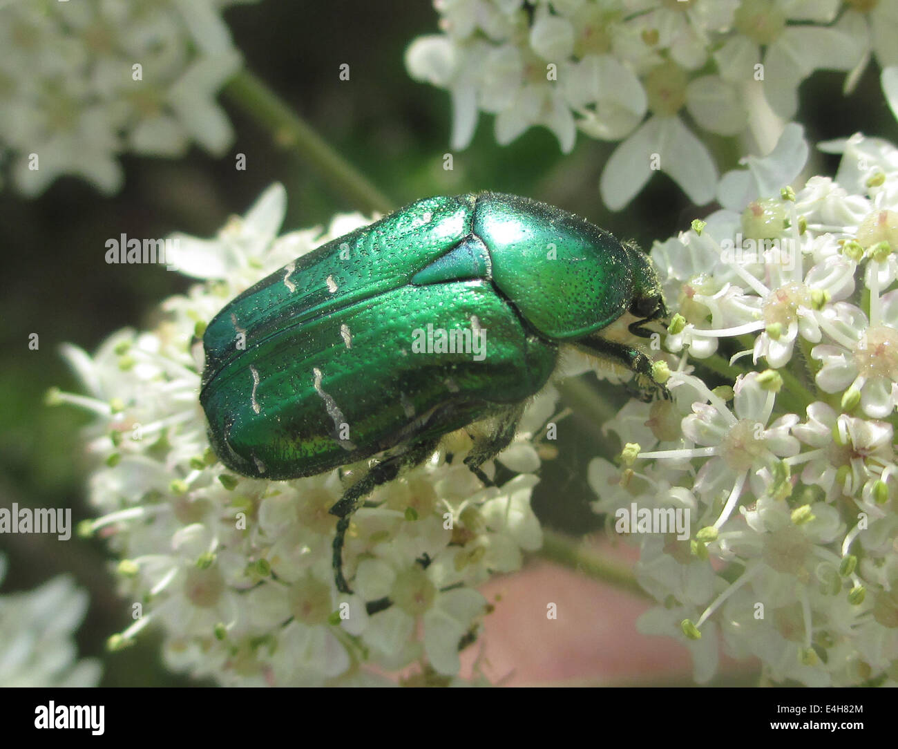 ROSE CHAFER BEETLE Cetonia aurata. Photo Tony Gale Stock Photo - Alamy