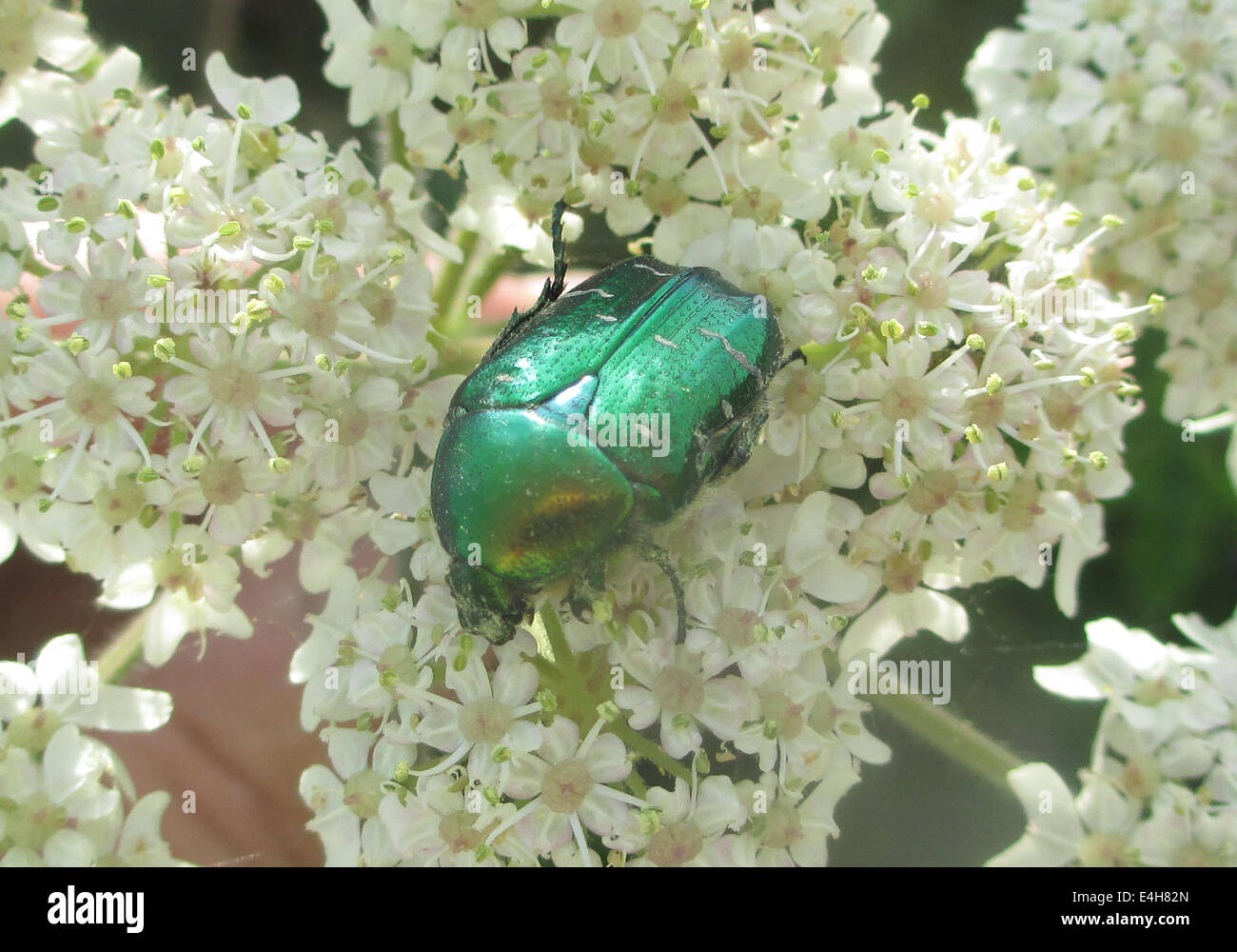 ROSE CHAFER BEETLE Cetonia aurata. Photo Tony Gale Stock Photo - Alamy