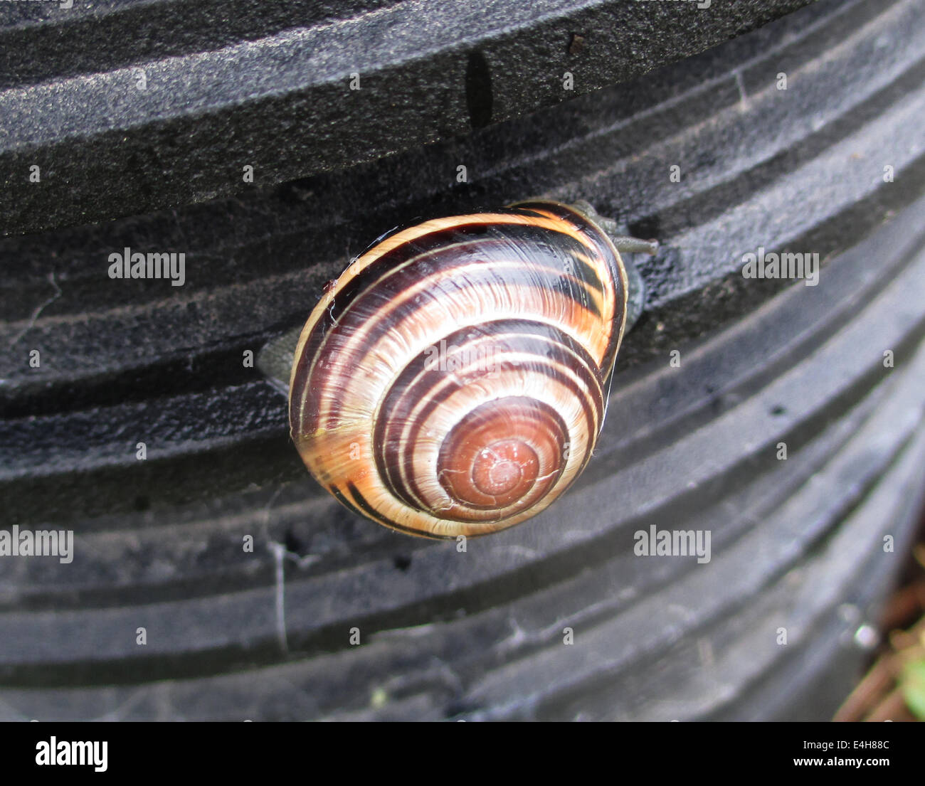 WHITE- LIPPED BANDED SNAIL Cepaea hortensis. Photo Tony Gale Stock ...