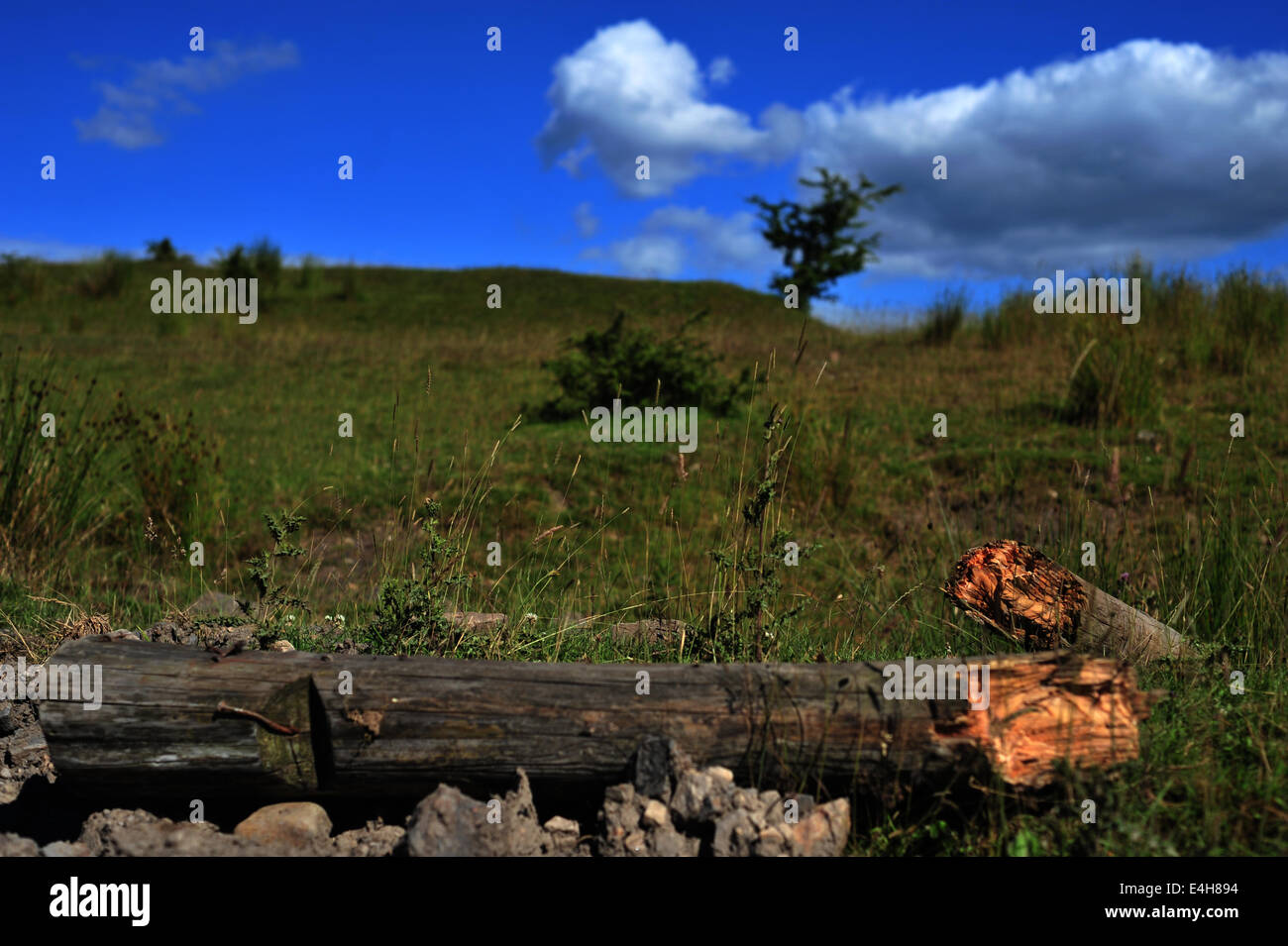 Chopped log hi-res stock photography and images - Alamy