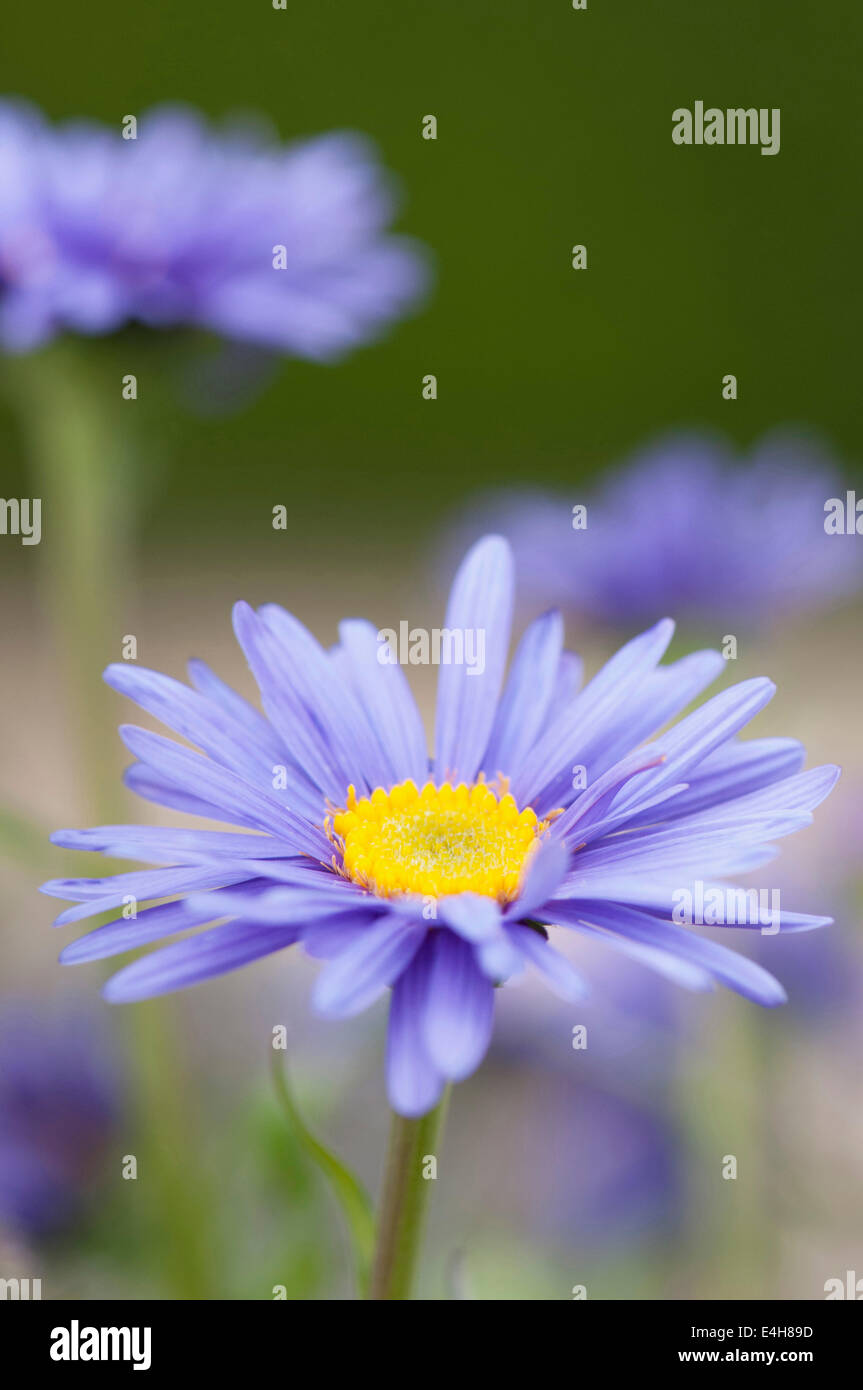 Blue alpine daisy, Aster alpinus Stock Photo - Alamy