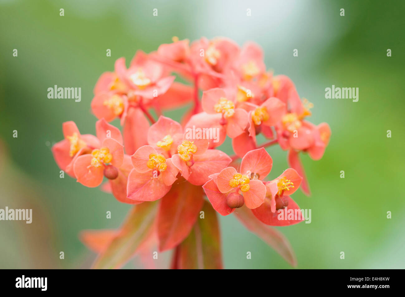 Euphorbia, Spurge, Euphorbia griffithii 'Fireglow' Stock Photo - Alamy