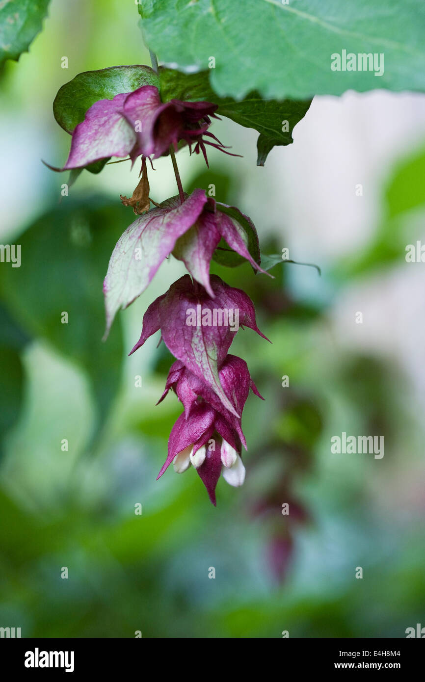 Leycesteria formosa. Himalayan Honeysuckle flower Stock Photo - Alamy